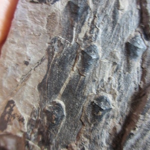 Fossil Tree Fern Bark, Lepidodendron Carbonized Bark, 3-D Detail ...