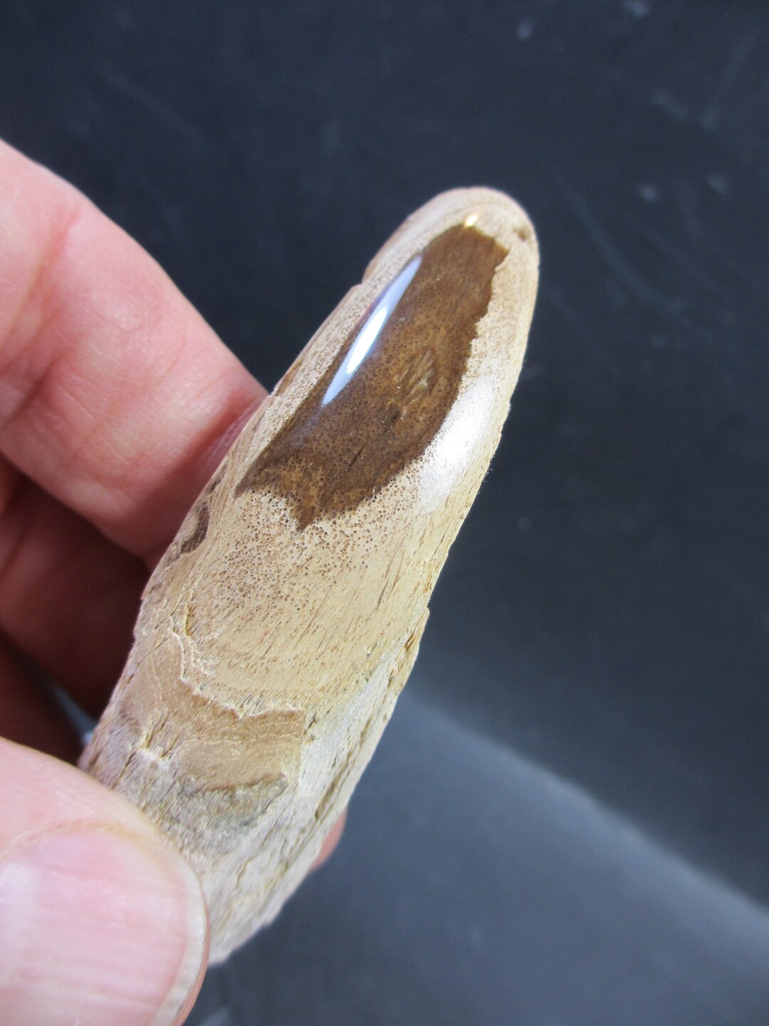 Exceptional Fossil Limb Cast, Mirror Polish, FOSSIL TWIG!, Miocene ...
