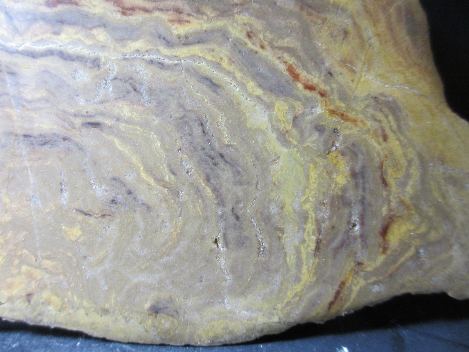 495 Million Yr Old Stromatolite Fossil, MIRROR POLISHED Oneota FM. Wi ...