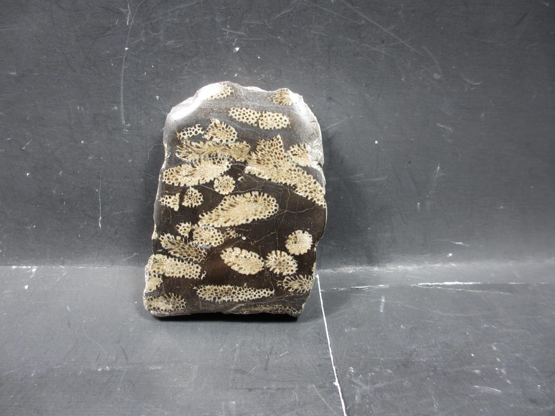Exceptional Fossil Coral, Cladopora Sp,, White in Black Limestone ...
