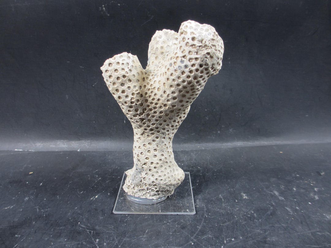 Fossil Coral, Septastrea Crassa, Extinct, Large Branched ...