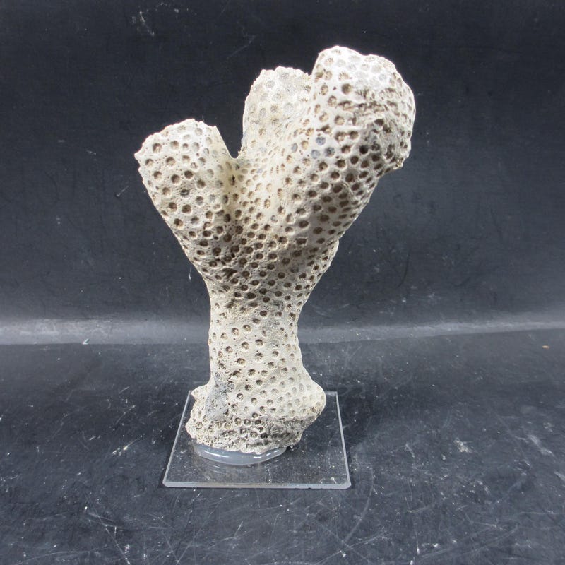 RibRiverFossils - Etsy