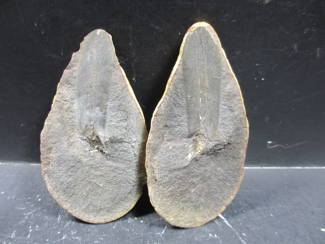 Giant Fossil Cone Bract, Lepidostrobophyllum Majus, 3 Pieces, Matched ...