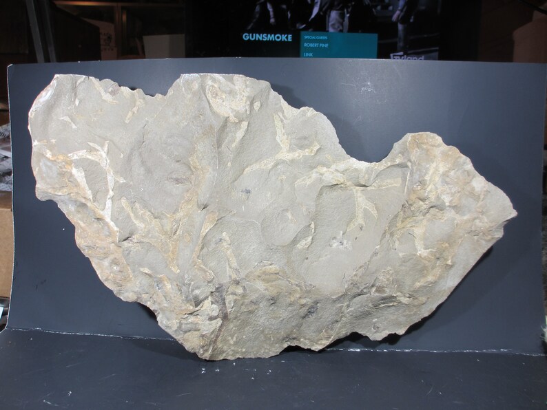 Large Display Sponge Plate 10 X 16 Inches Large Cabinet - Etsy