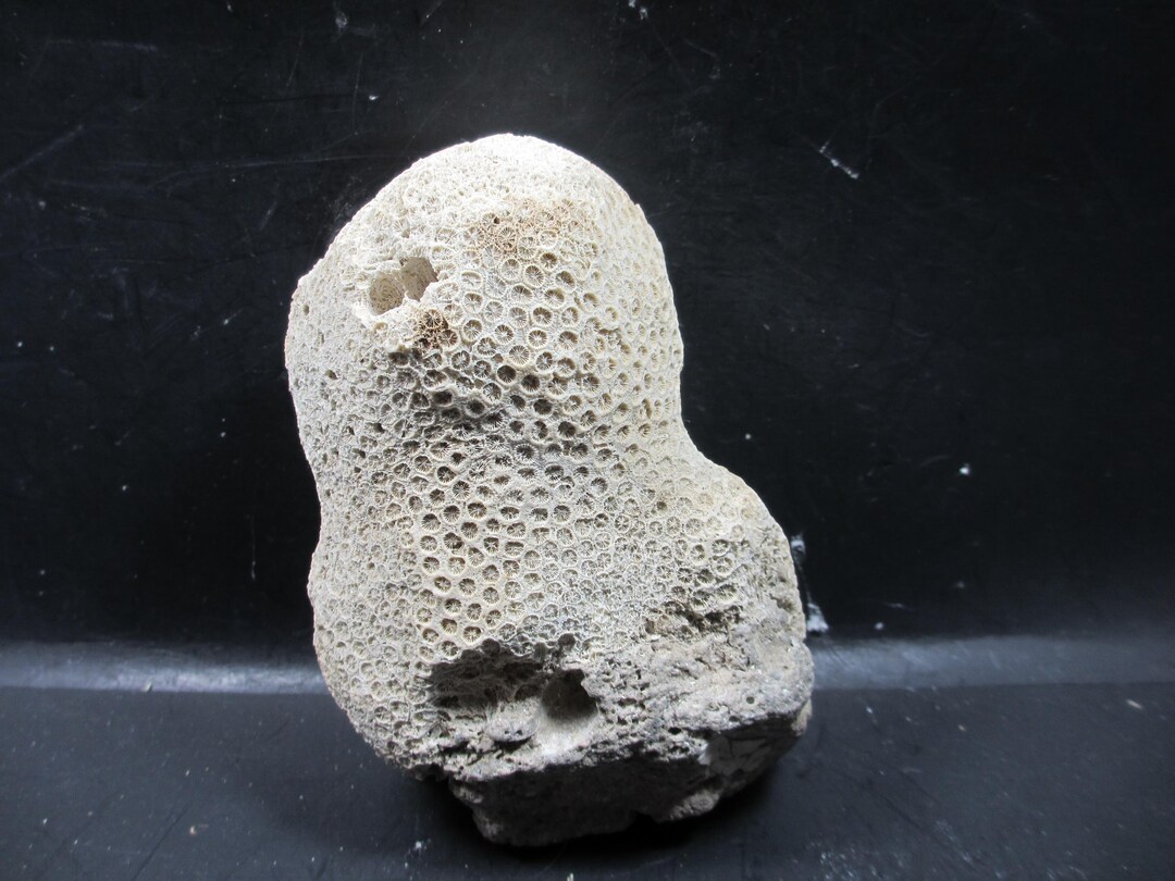 Fossil Coral Colony Complete, Dichocoenia Sp. , Caloosahatchee Fm ...