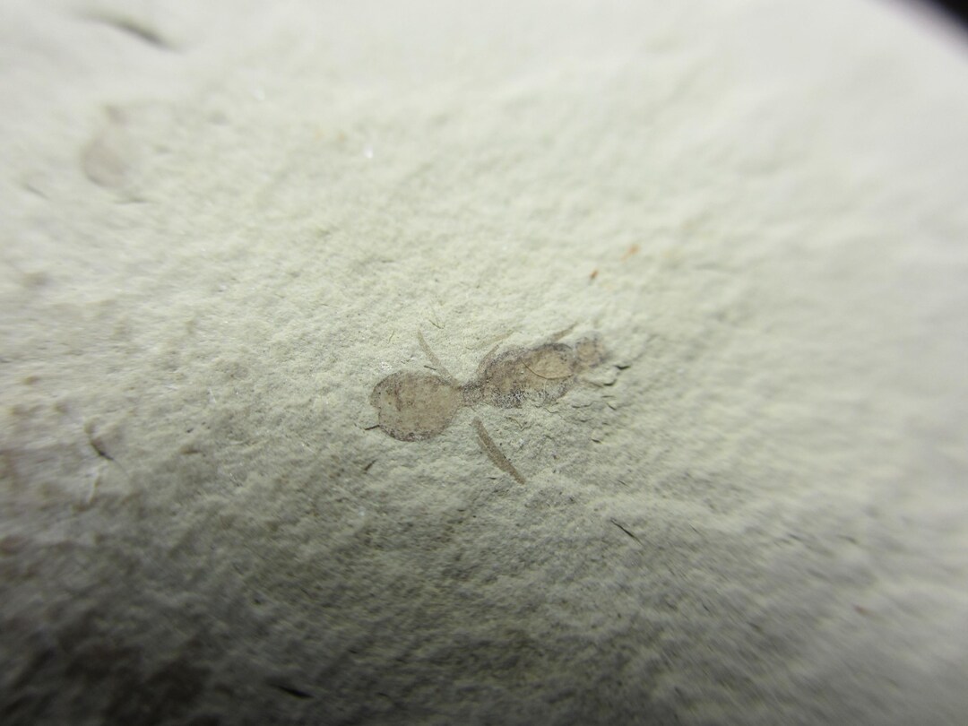 Fossil Ant, Middle Eocene, Green River Fm., Parachute Creek Mbr ...