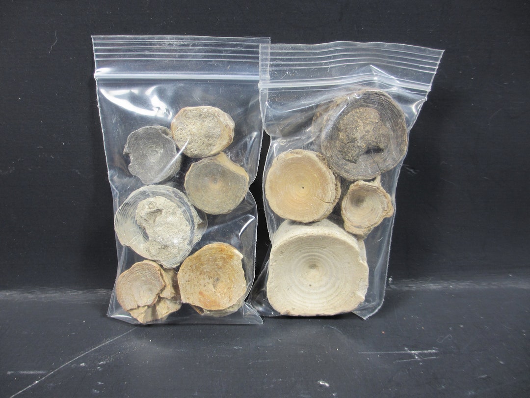 10 Shark Vertebra, Pliocene Age, Lee Creek Phosphates, Lee Creek Mine ...