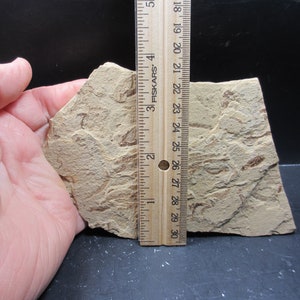 Fossil Insects, Hover Fly Larvae, 25 + Larvae + Beetle, Great Contrast ...