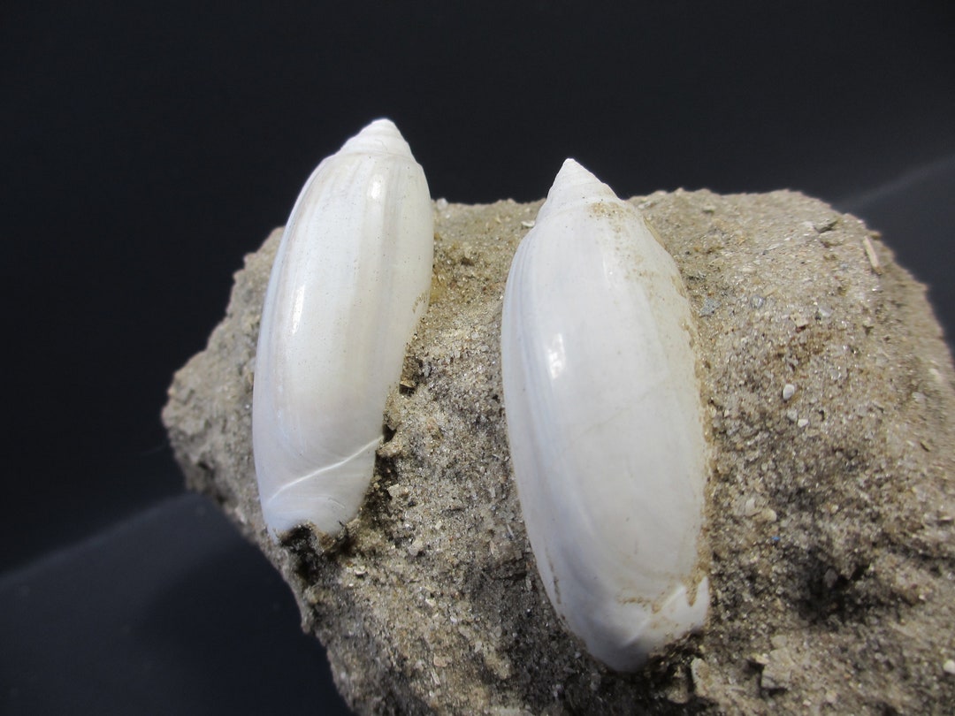 Fossil Olive Shells in Matrix, Oliva Reticularis, Pliocene ...