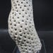 Fossil Coral Branch, Septastrea Crassa, Pliocene Specimen, Florida - Etsy