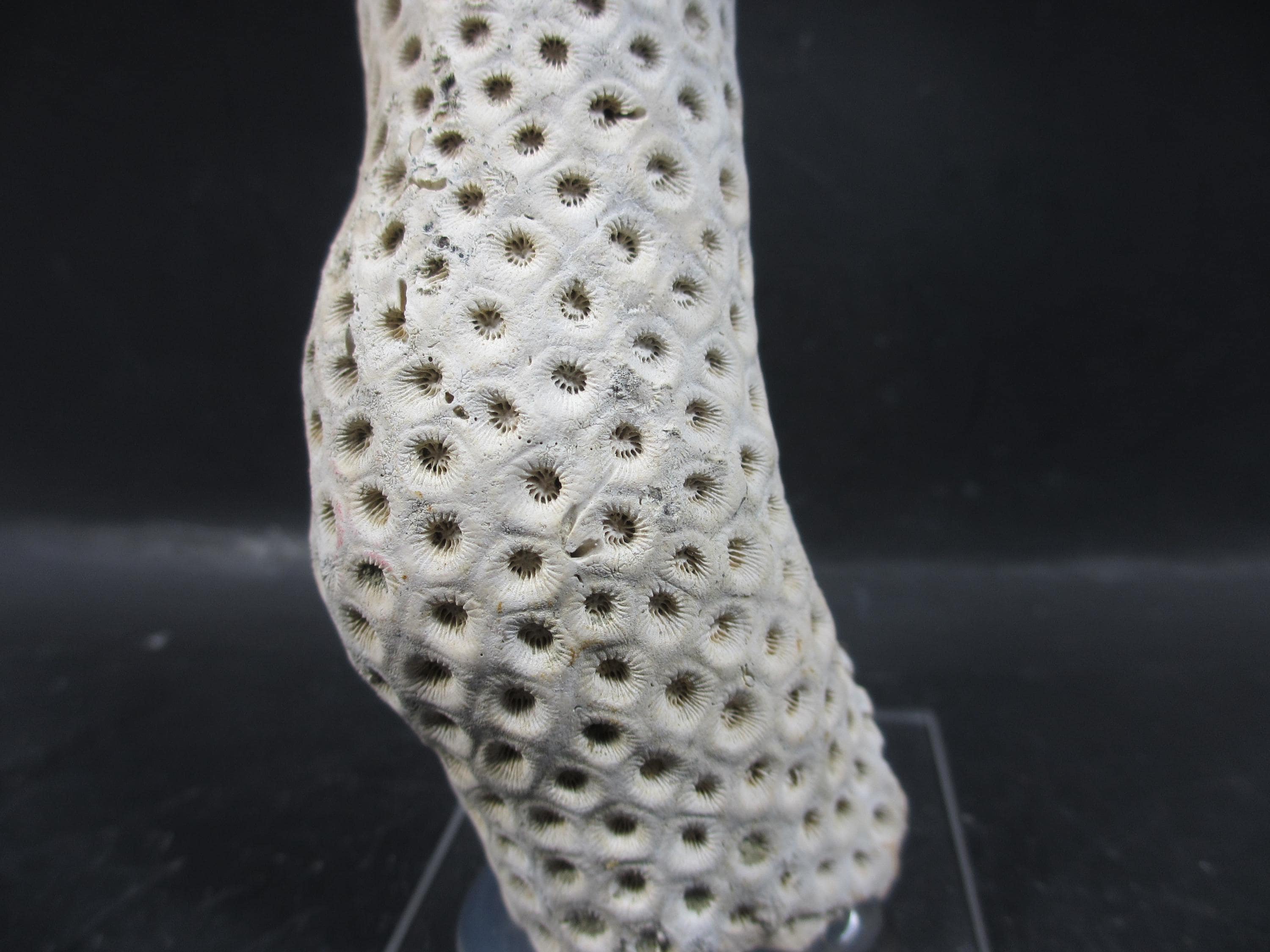 Fossil Coral Branch, Septastrea Crassa, Pliocene Specimen, Florida - Etsy