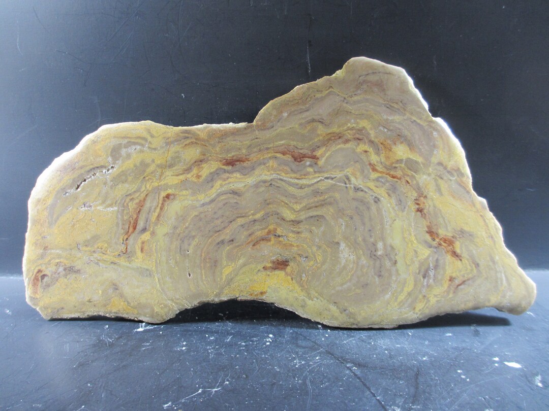 495 Million Yr Old Fossil Stromatolite, Numerous Domes,. Mirror Polish ...