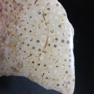 Rare Problematical Fossil, Receptaculites Oweni, MIRROR POLISHED ...