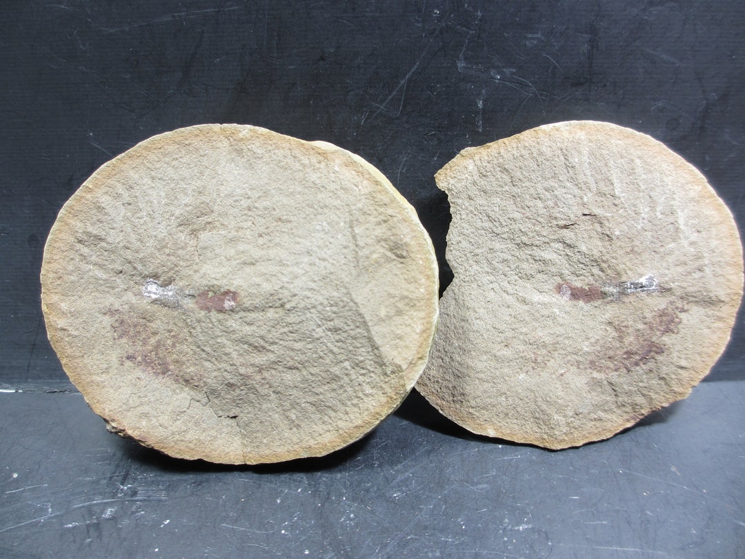 Millipede Fossil, Euphoberia Type, 4 Part Nodule, Pit 4, Francis Creek ...