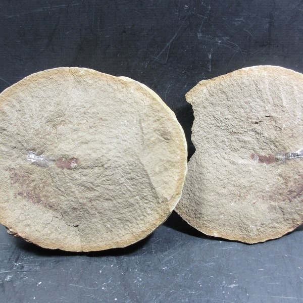 RibRiverFossils - Etsy