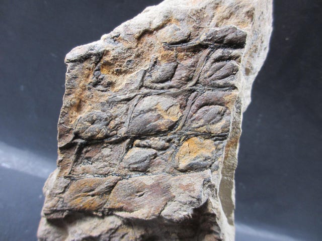 RibRiverFossils - Etsy