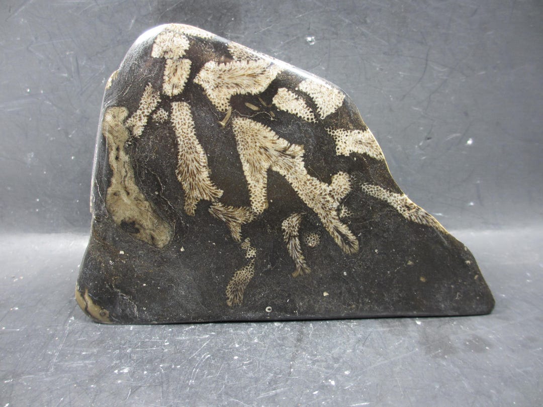 Fossil Coral, Cladopora Sp,, White in Black, Devonian, Rockport Quarry ...