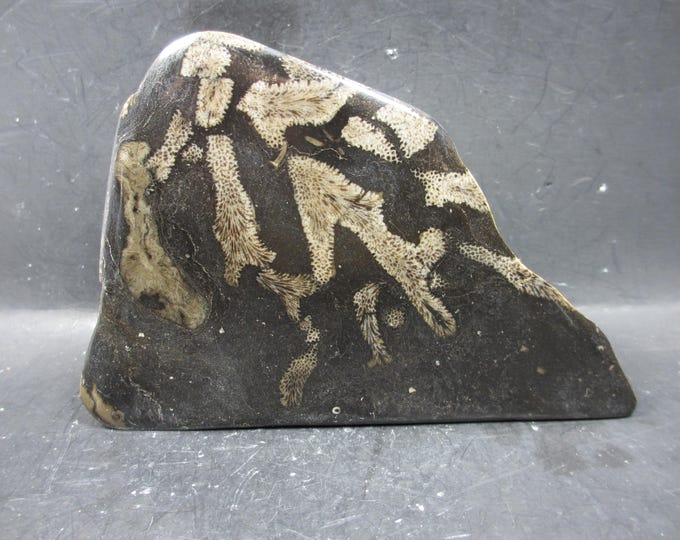Fossil Coral, Cladopora Sp,, White in Black, Devonian, Rockport Quarry ...