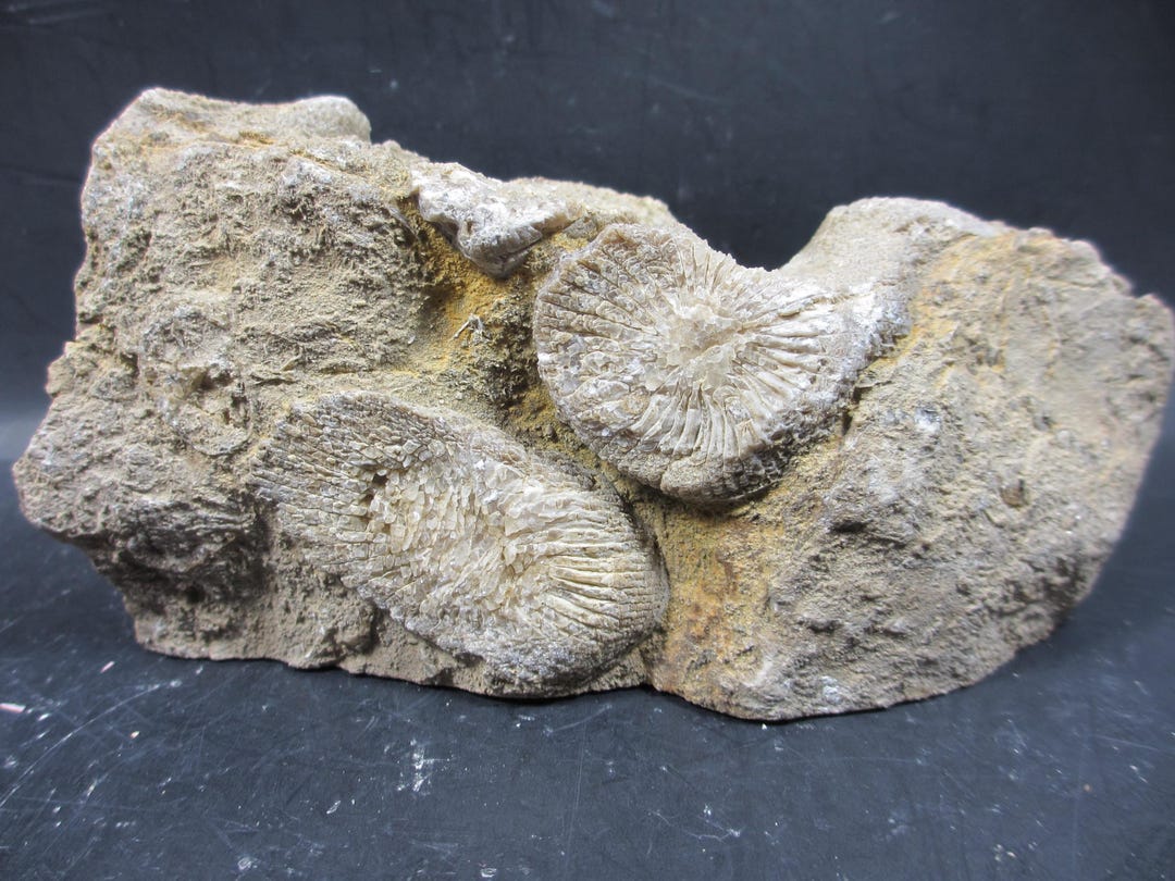 Fossil Horn Coral, Naturally Weathered Surface, Caninia Torquia ...