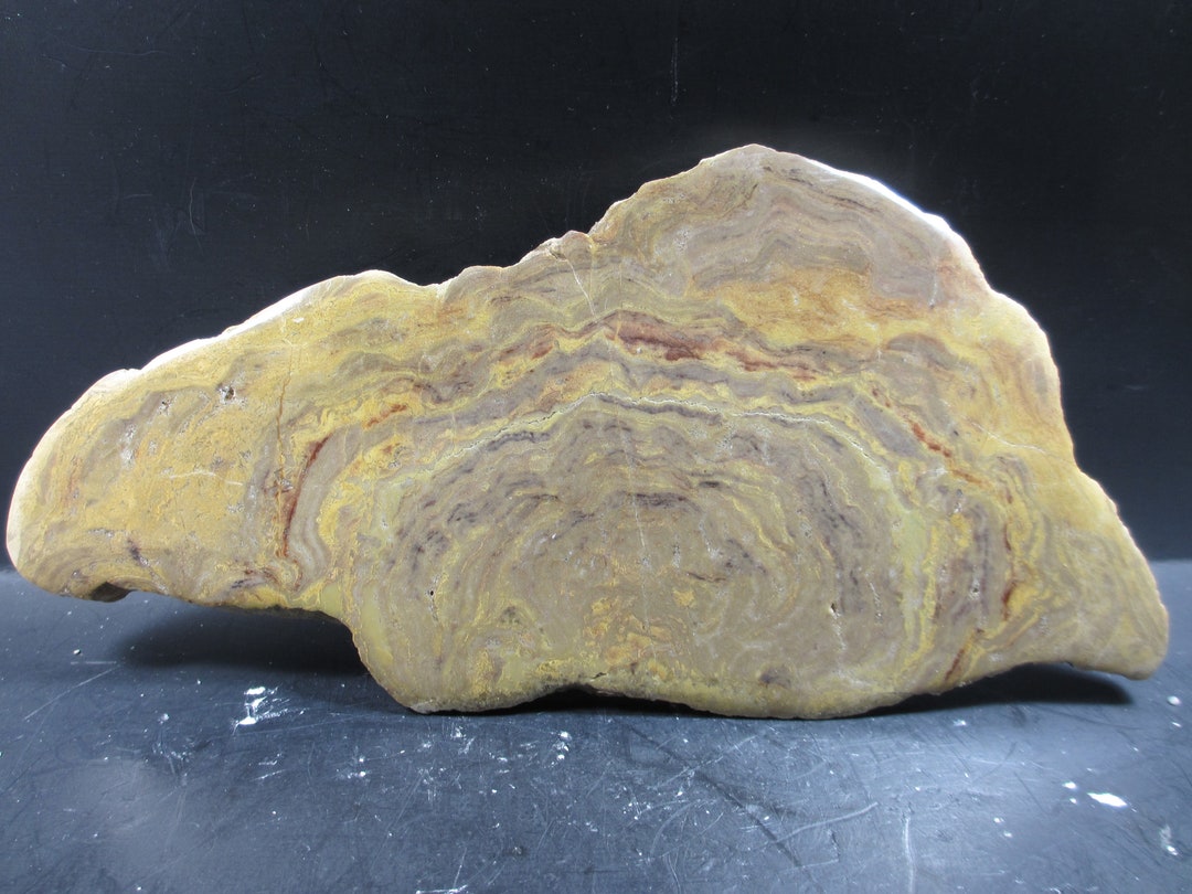 495 Million Yr Old Stromatolite Fossil, MIRROR POLISHED Oneota FM. Wi ...