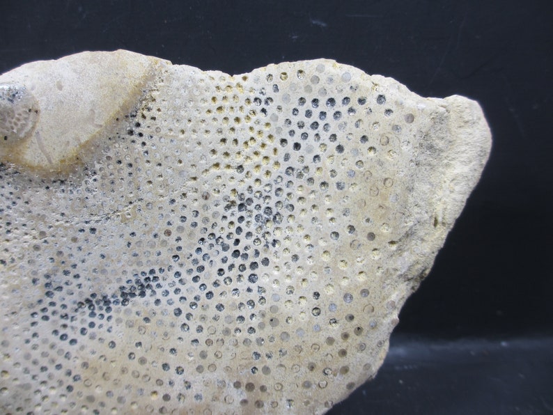 Rare Problematical Fossil Receptaculites Oweni MIRROR - Etsy