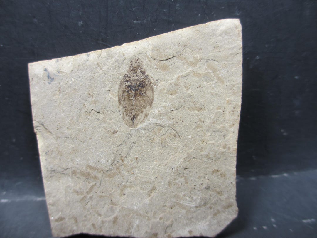 Rare Fossil Insect, Fine Beetle!! Tranquille Shale, Mcabee Fossil Site ...