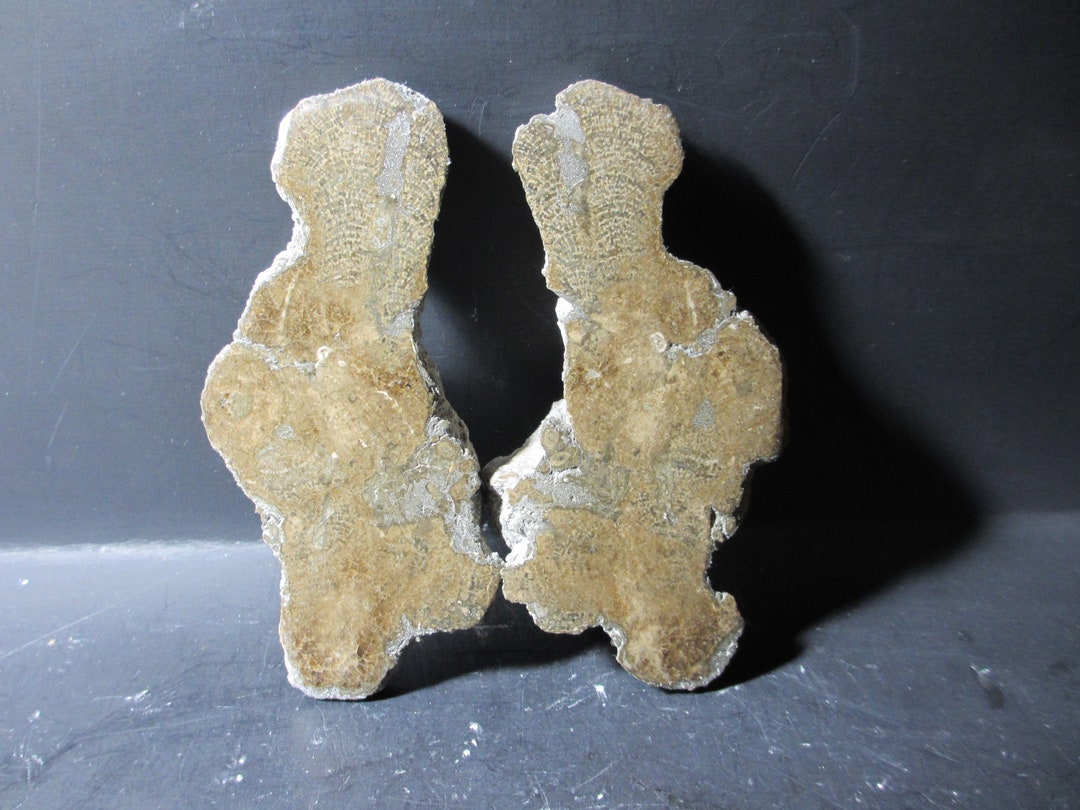 Fossil Sponge, Cut and Mirror Polished Pair, Excellent Pore Structures ...