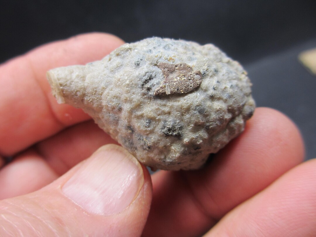 Fossil Cystoid, Fine Example, as Field Colleted ,silurian Age ...