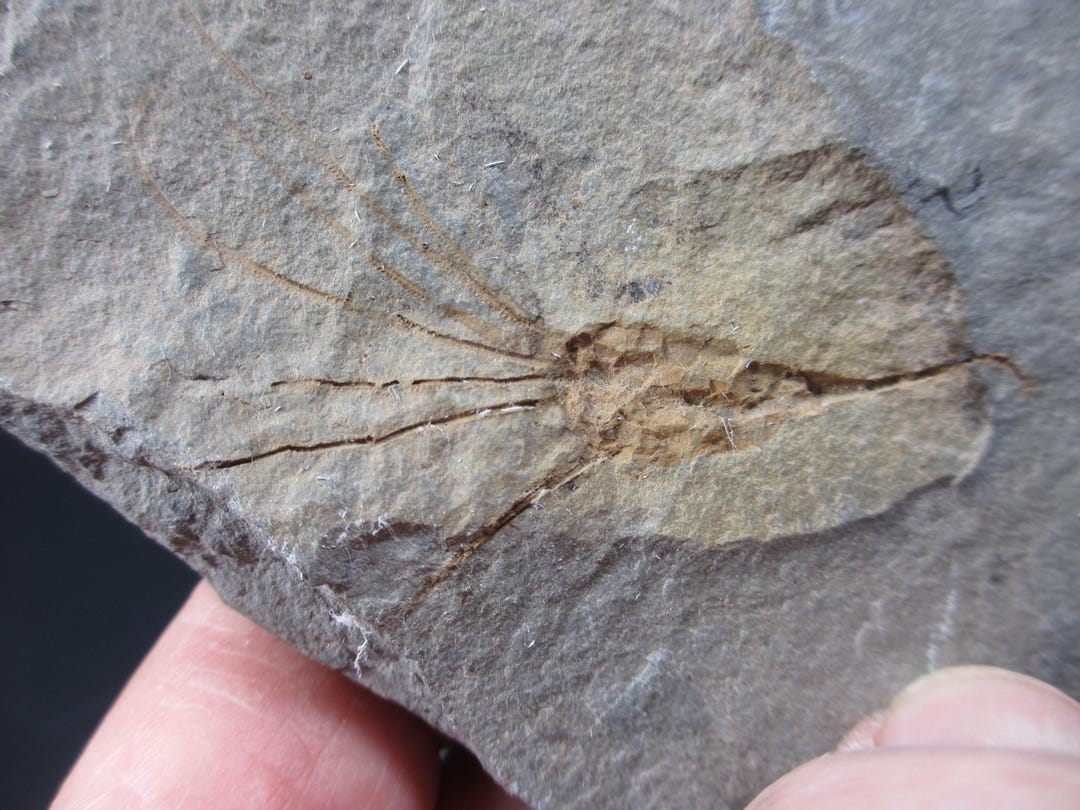 Primitive Cambrian Echinoderm, Gogia Kitchnerensis, Middle Cambrian ...
