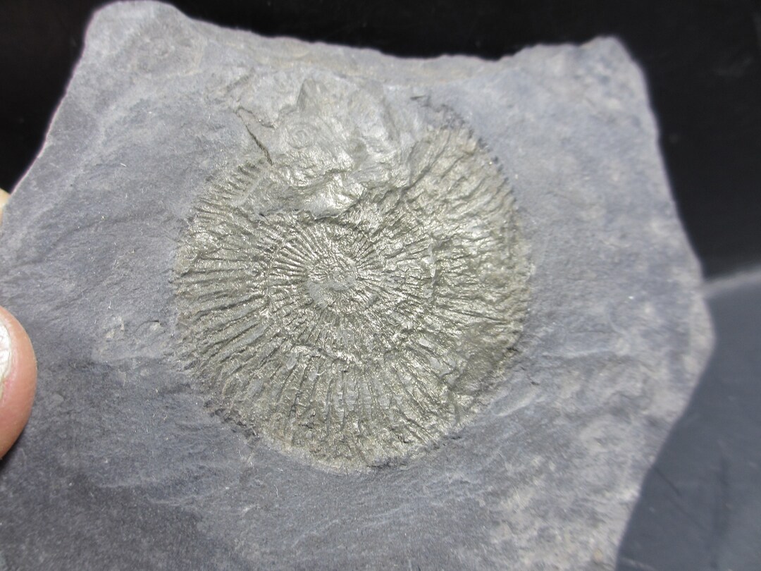 Pyritized Ammonite in Shale, Jurassic,dactylioceras Commune, Holzmaden ...