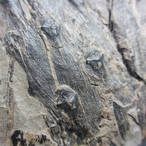 Fossil Tree Fern Bark, Lepidodendron Carbonized Bark, 3-D Detail ...