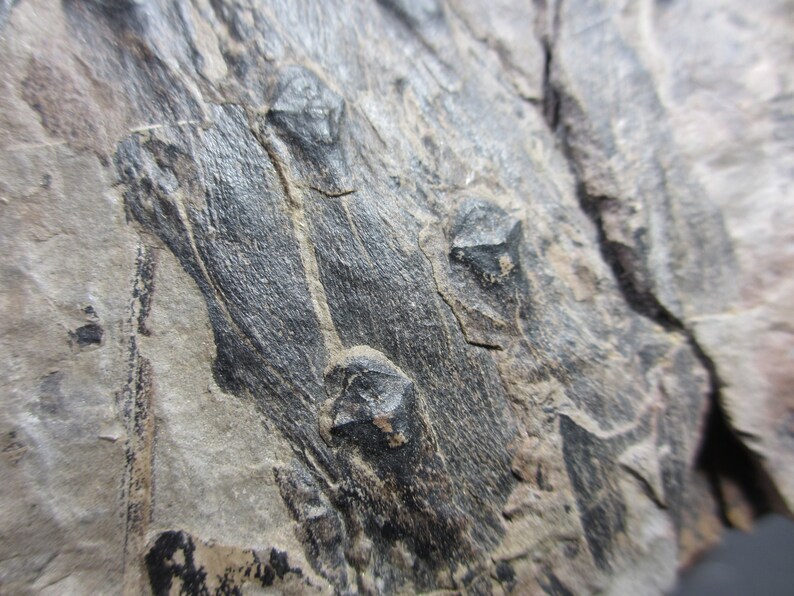 Fossil Tree Fern Bark Lepidodendron Carbonized Bark 3-D - Etsy