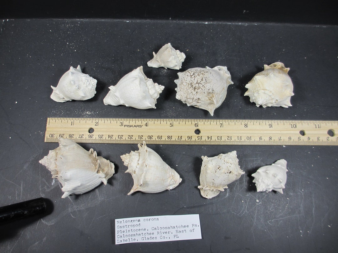 8 Fossil Shells, Melongena Corona, Early Pleistocene, Caloosahatchee Fm ...