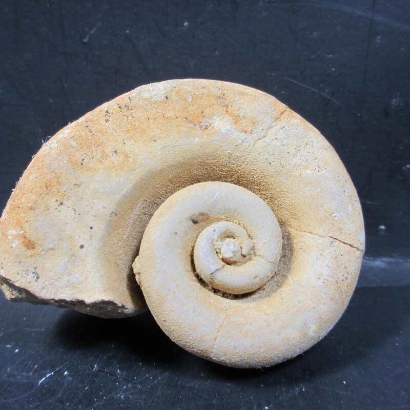 RibRiverFossils - Etsy