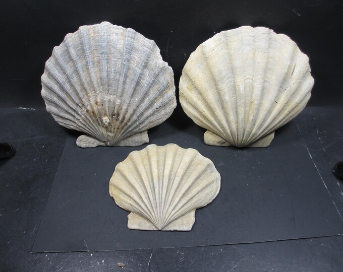3 Fossil Scallop Shells, Complete Valves, Chesapecten Jeffersonius ...