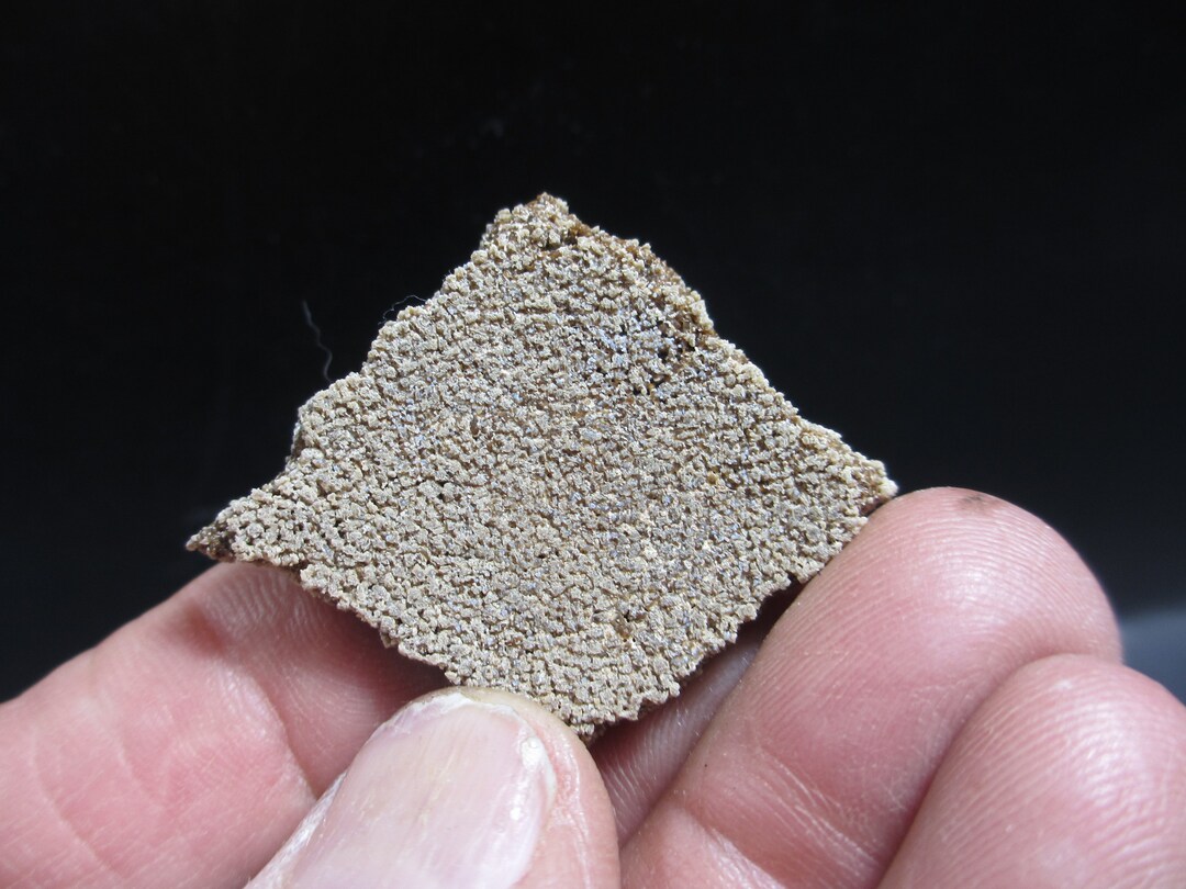 Dinosaur Egg Shell Section, Saltasaurus, Late Cretaceous, Fine ...