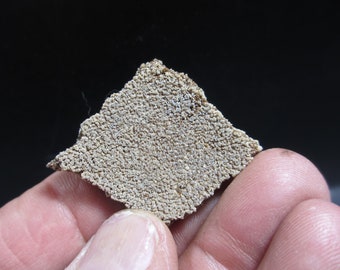 Dinosaur Egg Shell Section, Saltasaurus, Late Cretaceous, Fine ...