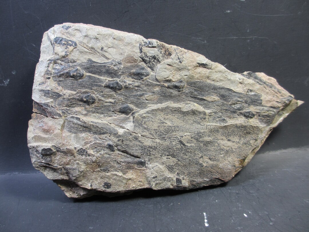 Fossil Tree Fern Bark, Lepidodendron Carbonized Bark, 3-D Detail ...