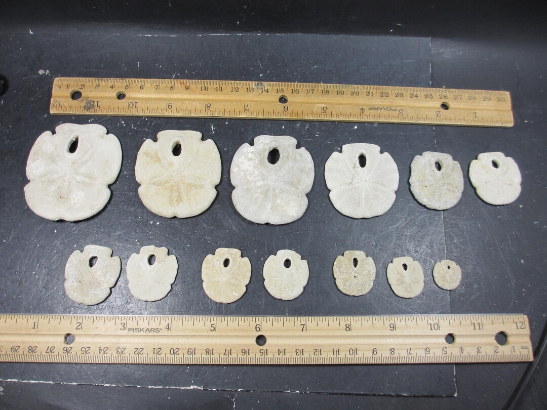 Fossil Sand Dollars, Encope Tamiamiensis, Growth Series of 13 Specimens ...