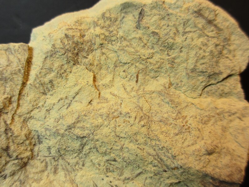 Fossil Graptolite Oldest Known Graptolite Upper Cambrian | Etsy