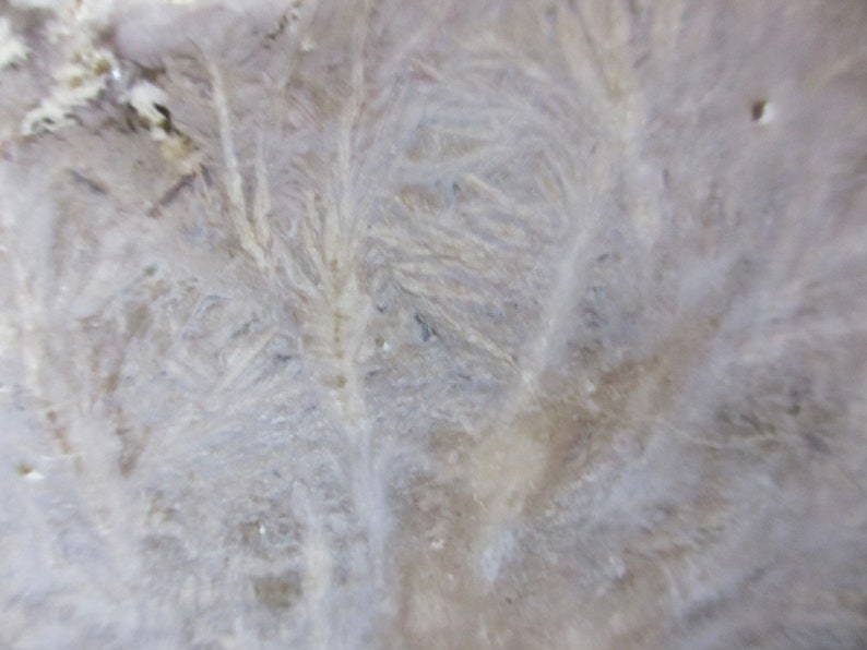 Extremely Rare fossil moss preserved in Flowstone Middle | Etsy