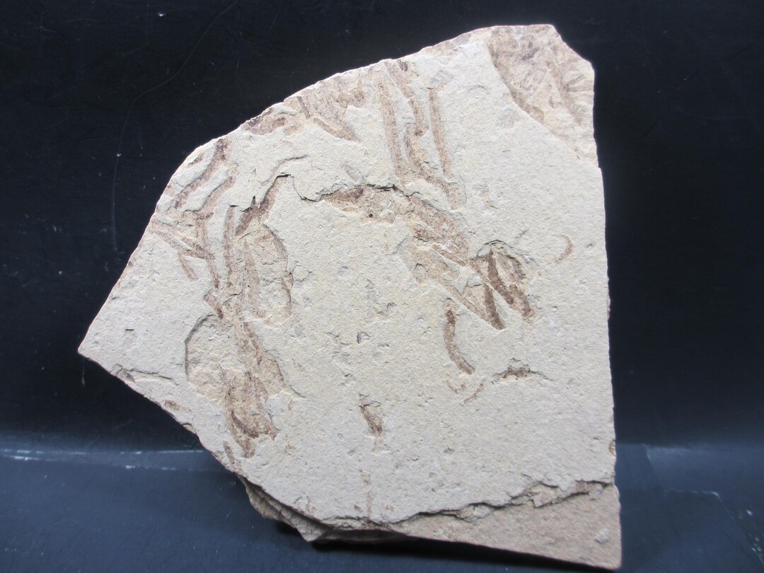 Fossil Insects, Hover Fly Larvae, 25 + Larvae + Beetle, Great Contrast ...