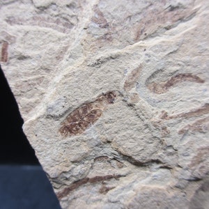 Fossil Insects, Hover Fly Larvae, 25 + Larvae + Beetle, Great Contrast ...