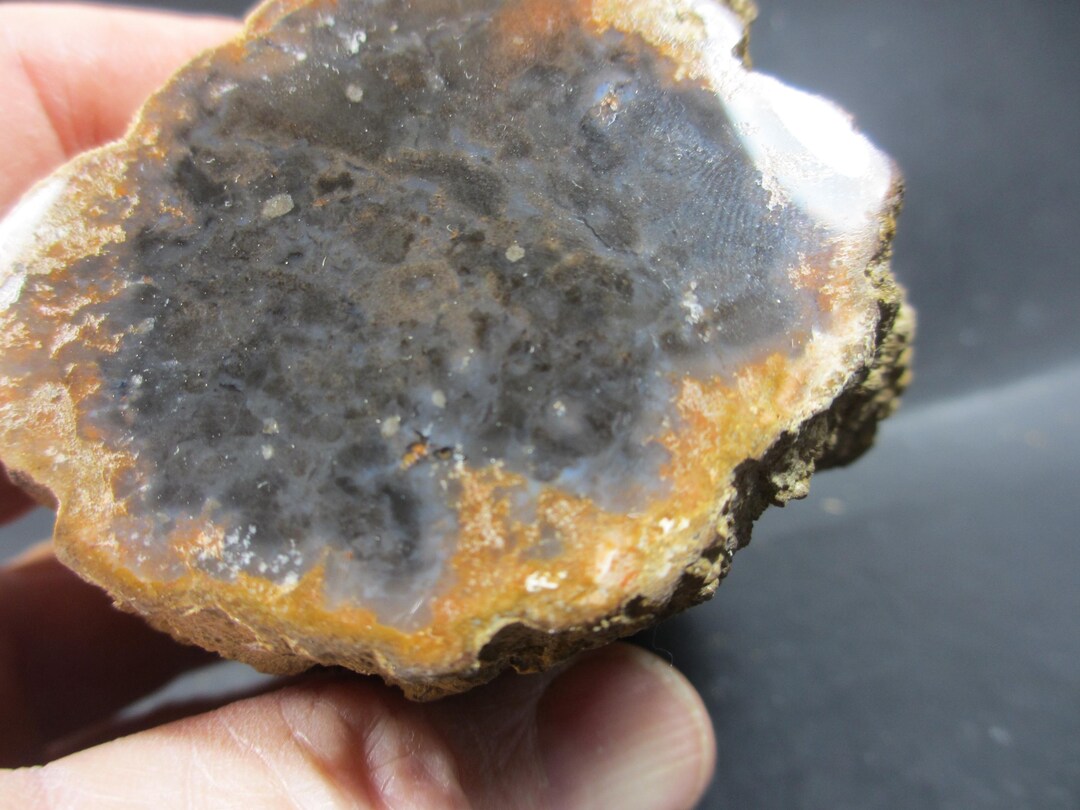 Polished Tree Fern "bud", Eocene Red/blue Agate ,cyathodendron, Texas ...
