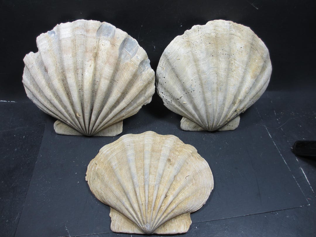 3 Fossil Scallop Shells, Complete Valves, Chesapecten Jeffersonius ...