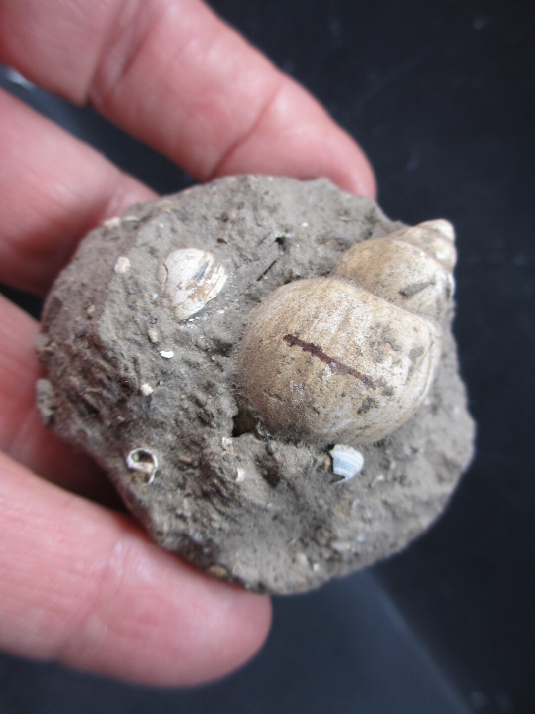 Fossil Ice Age Snail, Viviparus Sp., Pleistocene or Ice Age, Gastropod ...