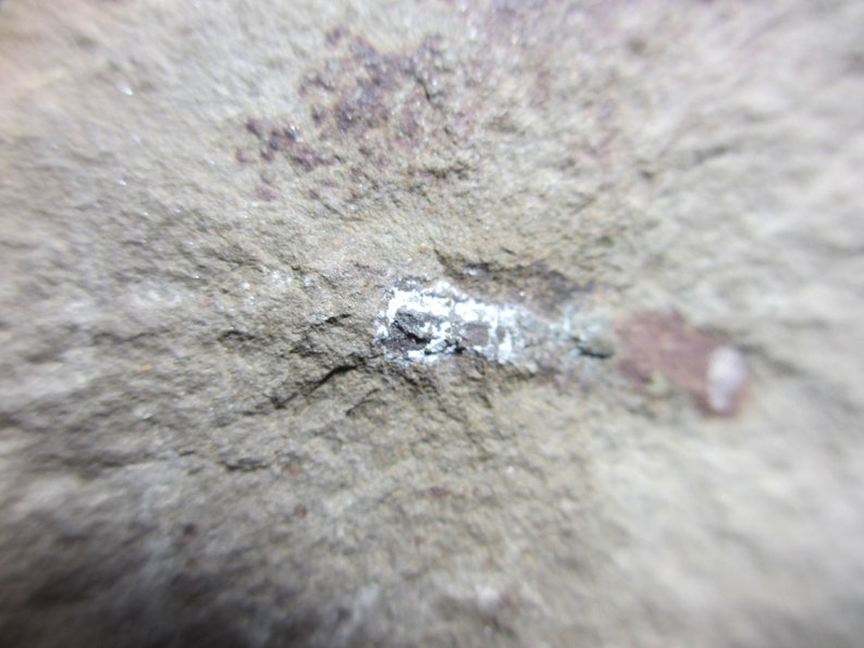 Millipede Fossil Euphoberia Type 4 Part Nodule Pit 4 - Etsy