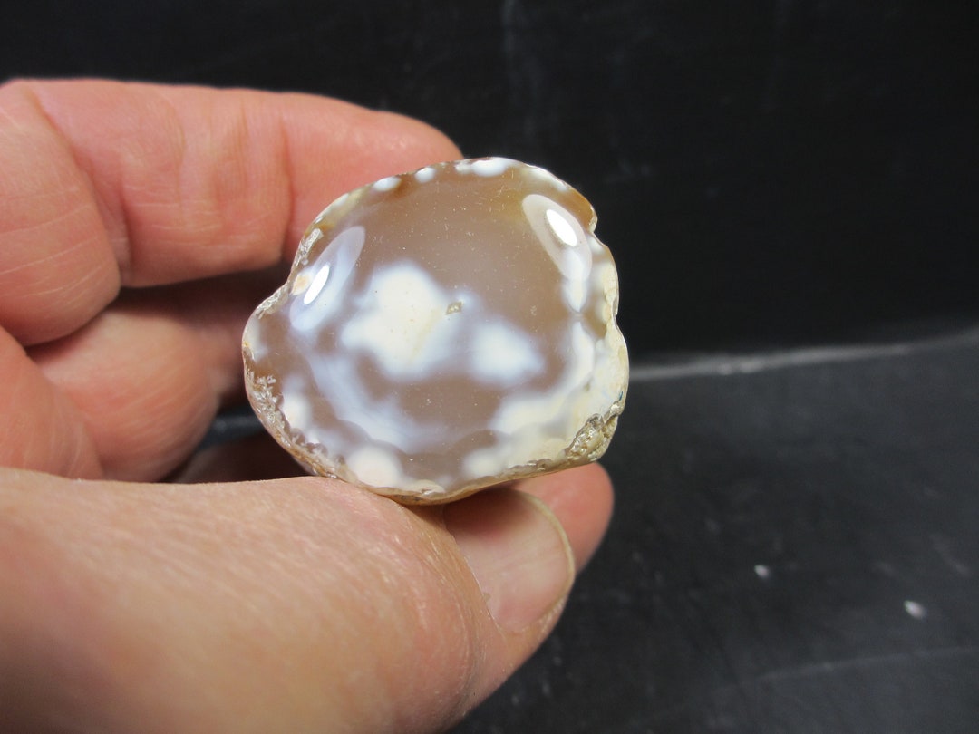 Polished Agate Fossil Limb Cast, Tertiary Age, Sumatra - Etsy