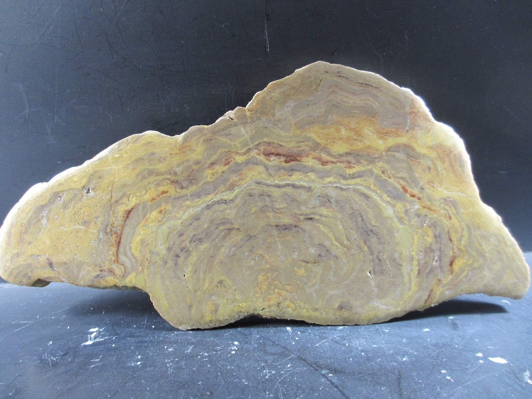 495 Million Yr Old Fossil Stromatolite, Numerous Domes,. Mirror Polish ...