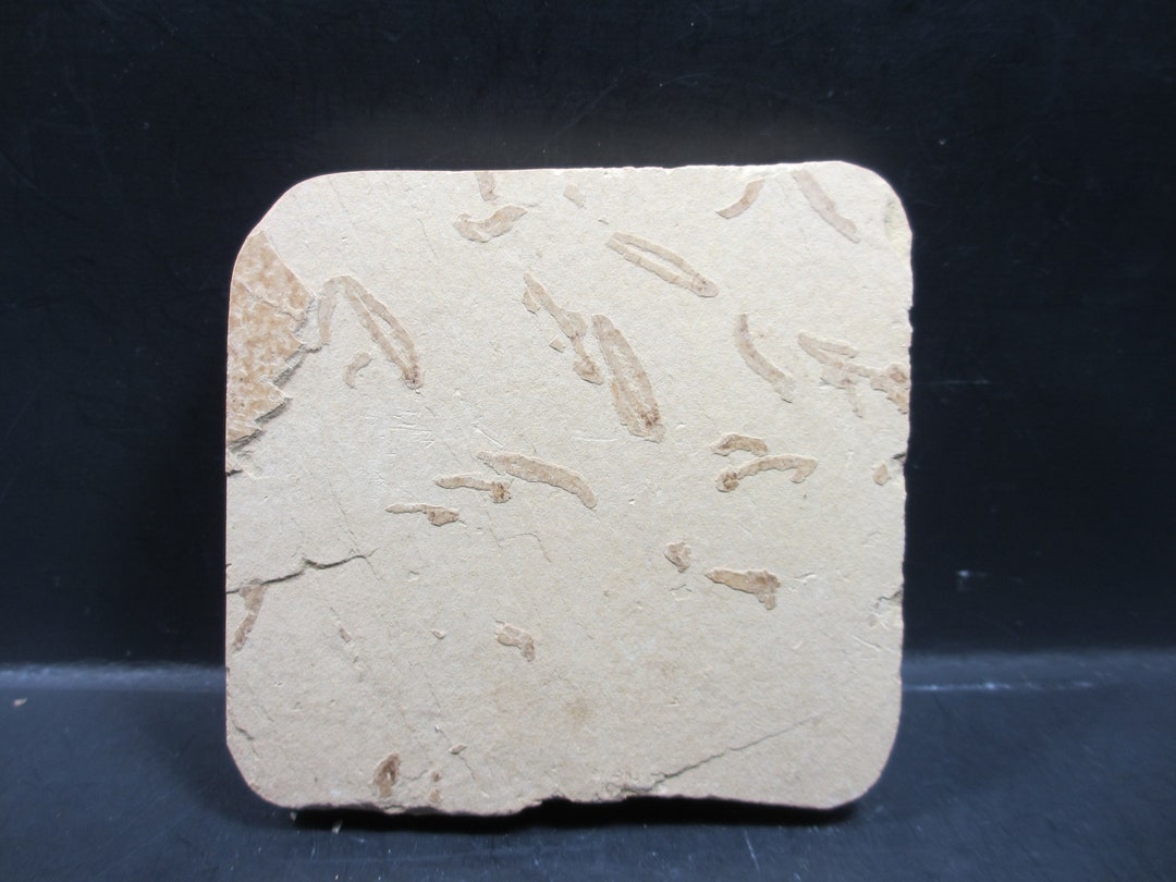 Fossil Hover Fly Larvae, Middle Eocene, Green River Shale. Lincoln Co ...